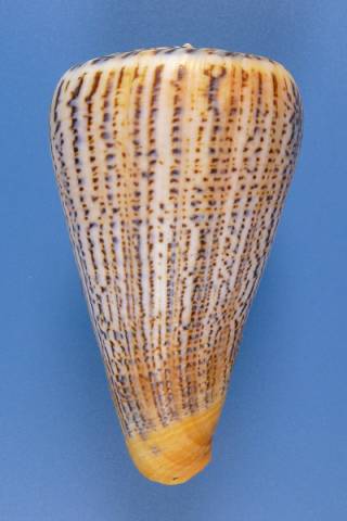 shellauction.net :: Conus suratensis - 3736729