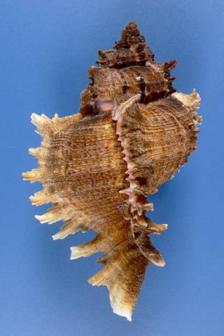 shellauction.net :: Chicoreus ramosus - 3736920