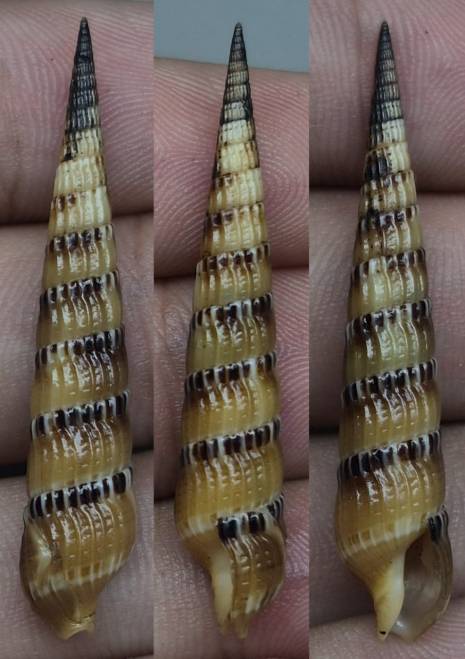 shellauction.net :: Terebra sp. - 3736953