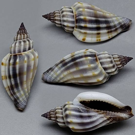 shellauction.net :: Eucithara sp. - 3737126