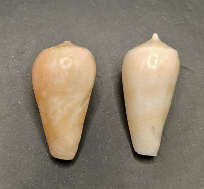 shellauction.net :: Conus solangeae - 3737376