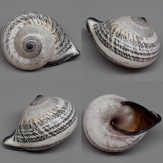 shellauction.net :: Rhynchotrochus fridolina - 3737448