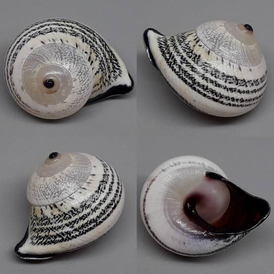 shellauction.net :: Rhynchotrochus fridolina - 3737482