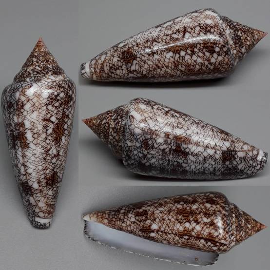 shellauction.net :: Conus gloriamaris - 3737555