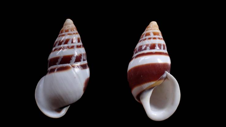 shellauction.net :: Dolichostyla virgata - 3737687