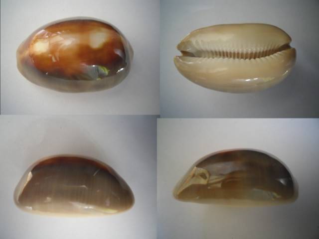 shellauction.net :: Lyncina ventriculus ventriculus - 3738056