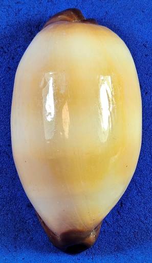 shellauction.net :: Talparia talpa f. lewallorum - 3738151