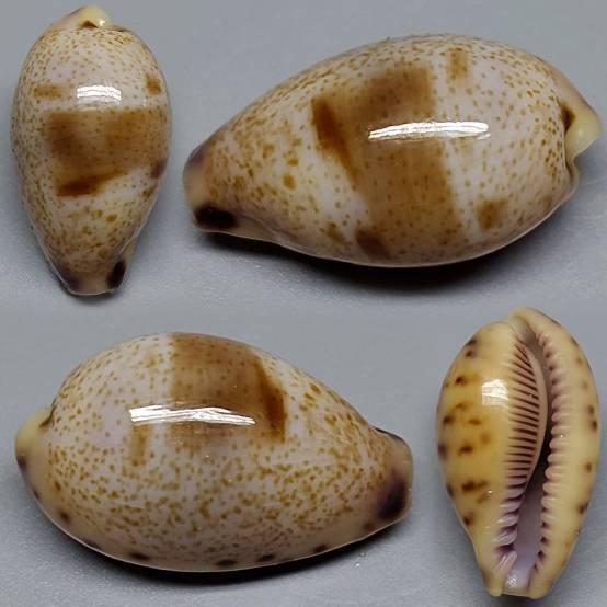 shellauction.net :: Contradusta walkeri - 3738949