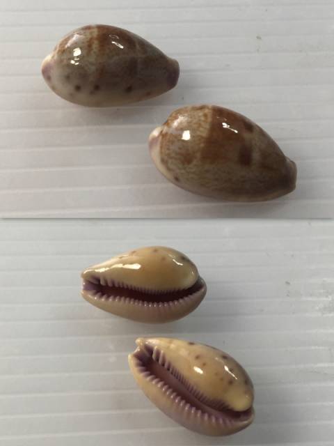 shellauction.net :: Contradusta walkeri - 3739112