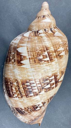 shellauction.net :: Cymbiola magnifica - 3739591