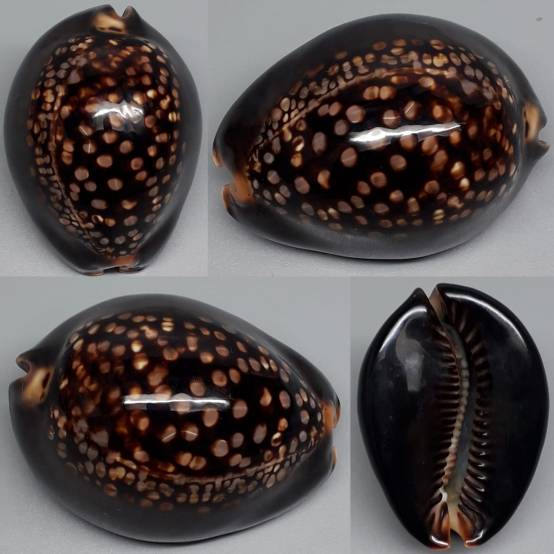 shellauction.net :: Mauritia mauritiana - 3739731