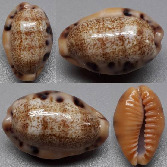 shellauction.net :: Erronea caurica - 3740693