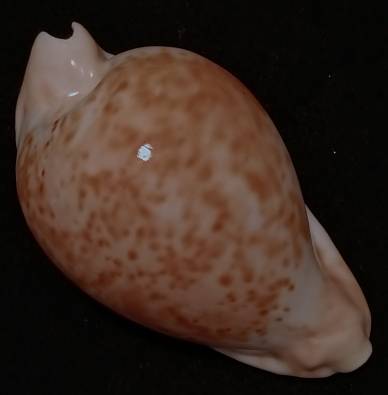 shellauction.net :: Cypraea hesitata - 3741121