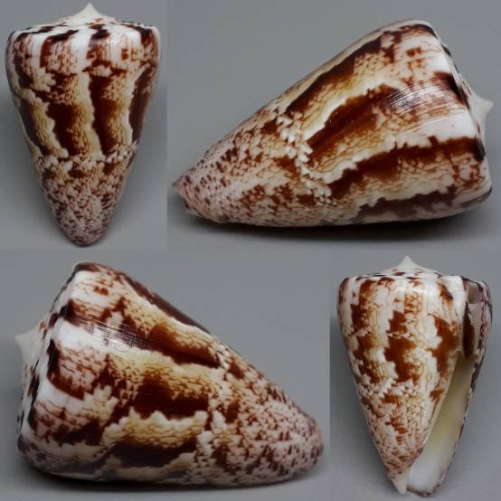 shellauction.net :: Conus caracteristicus - 3741596