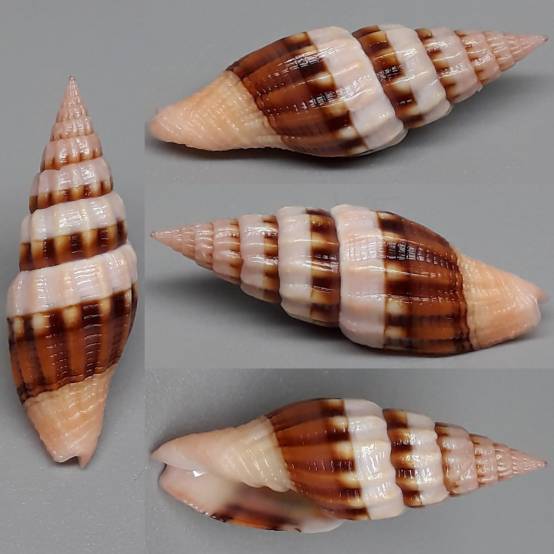 shellauction.net :: Vexillum interstriatum - 3741624