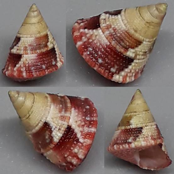 shellauction.net :: Trochus sp. - 3741718