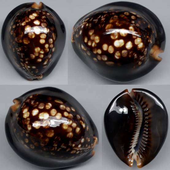 shellauction.net :: Mauritia mauritiana - 3741855