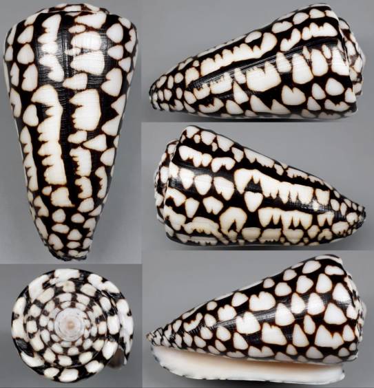 shellauction.net :: Conus marmoreus - 3741881