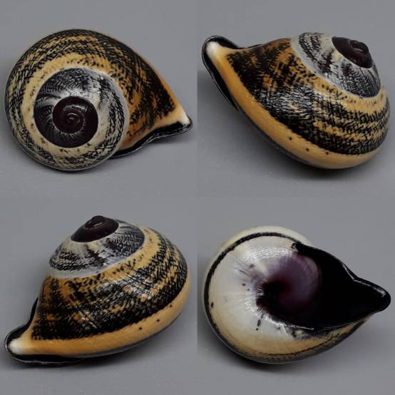 shellauction.net :: Rhynchotrochus fridolina - 3741935