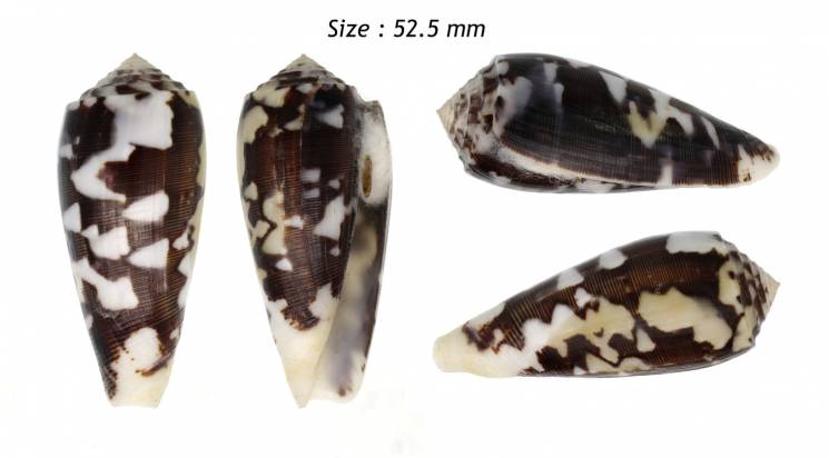shellauction.net :: Conus striatus - 3742538