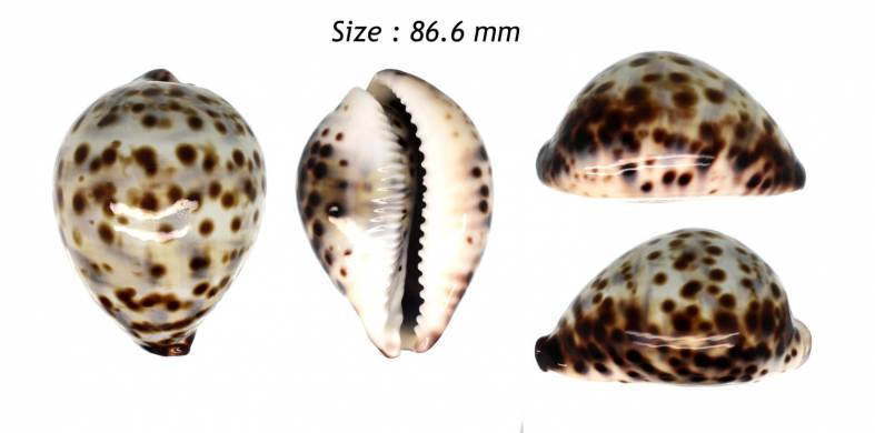 shellauction.net :: Cypraea tigris - 3742592
