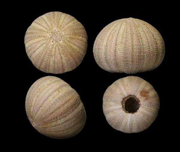 shellauction.net :: Holopneustes inflatus - 3742643
