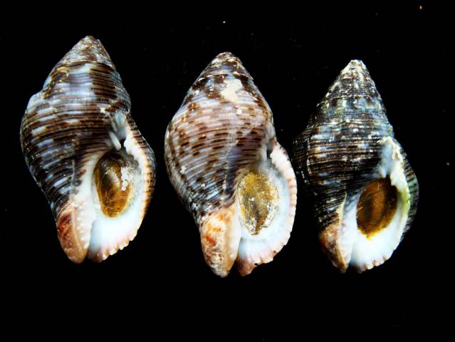 shellauction.net :: Cantharus viverratus - 3742743