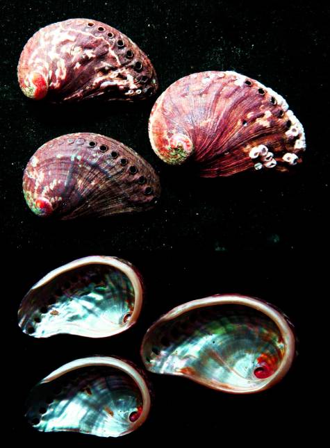 shellauction.net :: Haliotis spadicea - 3742748