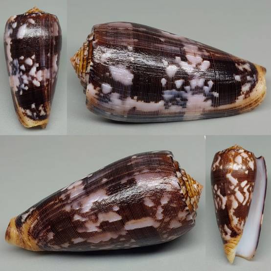 shellauction.net :: Conus striatus - 3743056