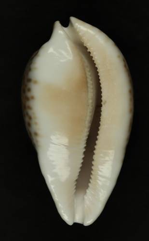 shellauction.net :: Umbilia hesitata hesitata - 3743167