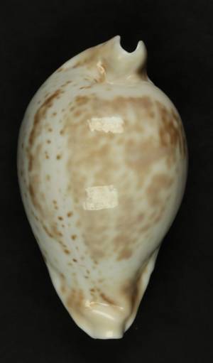 shellauction.net :: Umbilia hesitata hesitata - 3743171