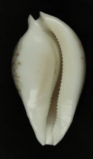 shellauction.net :: Umbilia hesitata hesitata - 3743171
