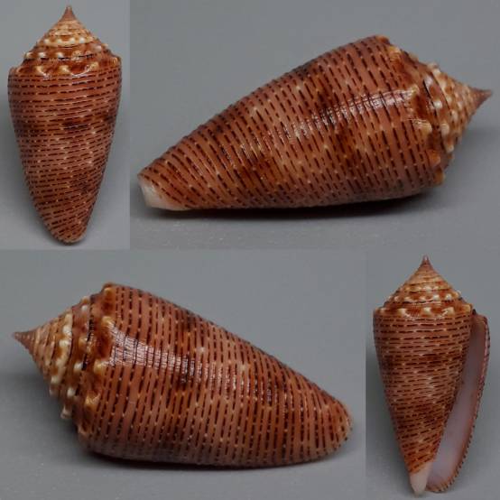 shellauction.net :: Conus proximus - 3743246