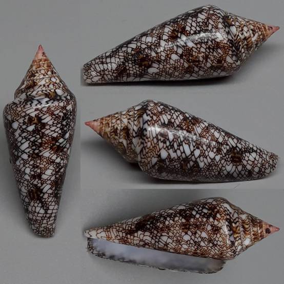 shellauction.net :: Conus gloriamaris - 3743283