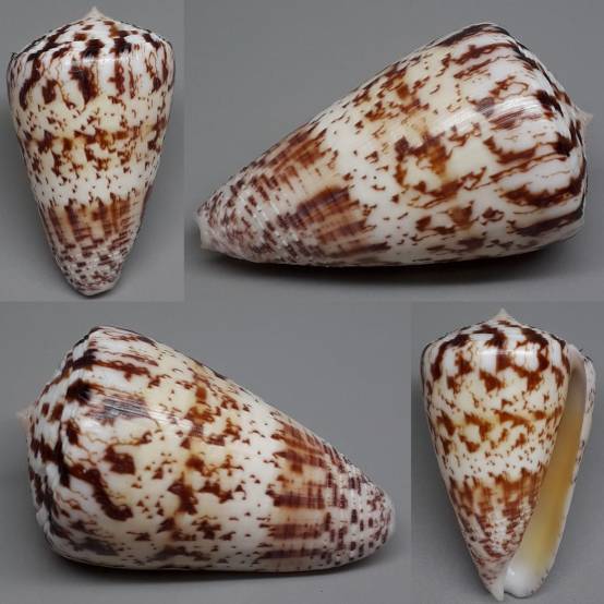 shellauction.net :: Conus caracteristicus - 3743320