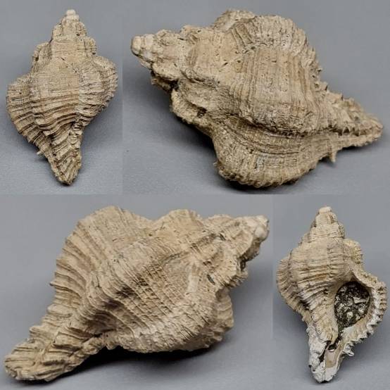 shellauction.net :: Murex sp. - 3744342