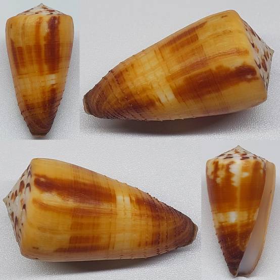 shellauction.net :: Conus planorbis - 3744403