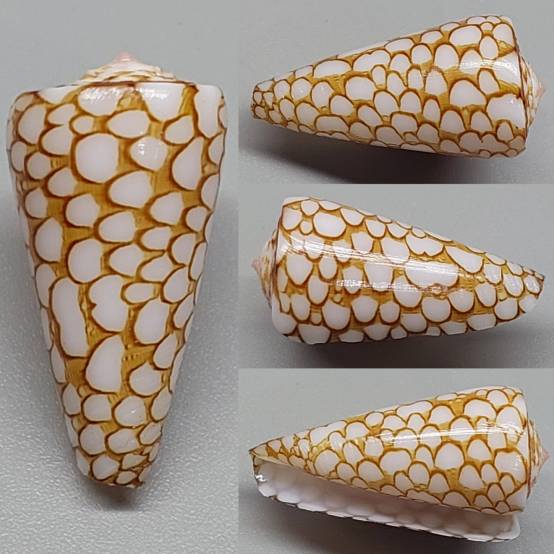 shellauction.net :: Conus nobilis - 3744474