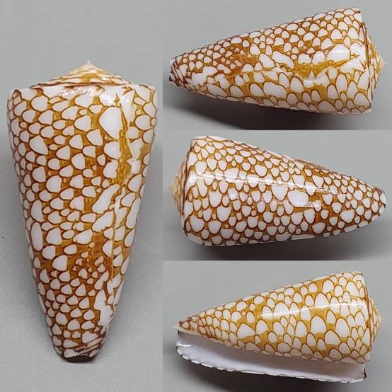 shellauction.net :: Conus nobilis - 3744476