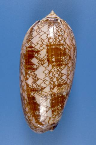 shellauction.net :: Oliva porphyria - 3744531