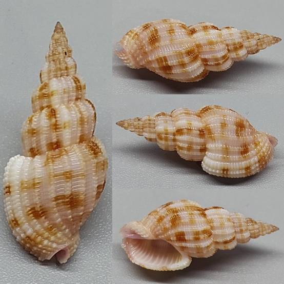 shellauction.net :: Phos roseatus - 3744604
