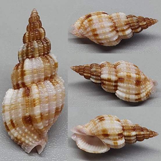 shellauction.net :: Phos roseatus - 3744605