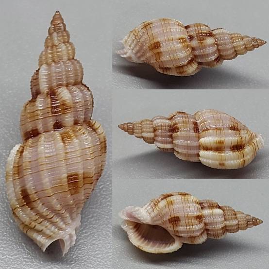 shellauction.net :: Phos roseatus - 3744606