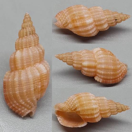 shellauction.net :: Phos roseatus - 3744607
