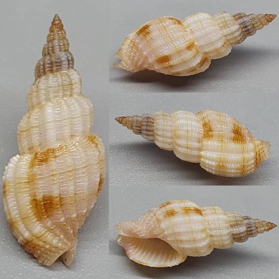 shellauction.net :: Phos roseatus - 3744609