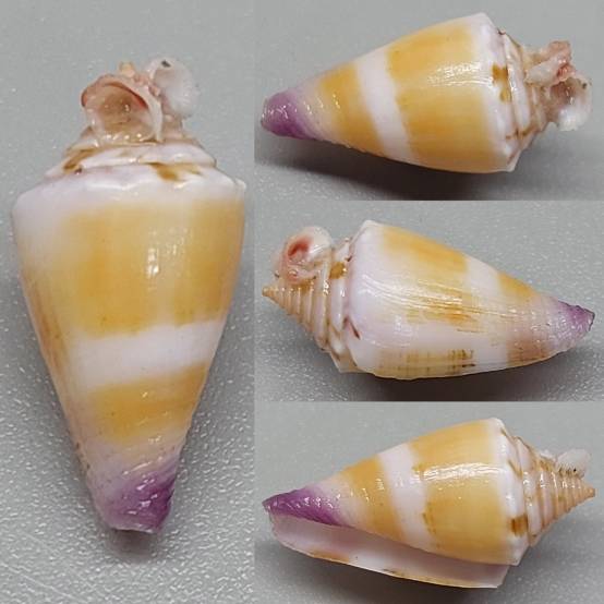 shellauction.net :: Conus floridulus - 3744644