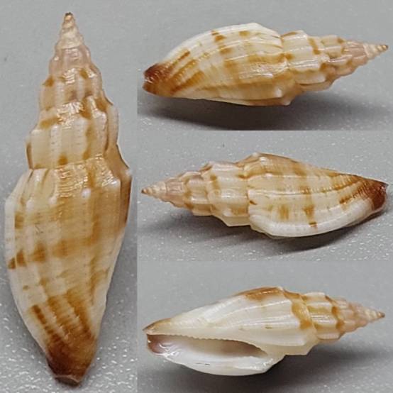 shellauction.net :: Eucithara stromboides - 3744675