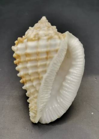 shellauction.net :: Morum ninomiyai - 3744859