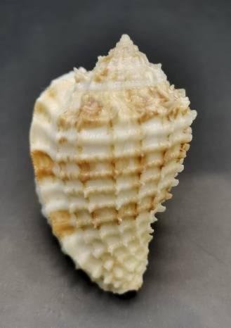 shellauction.net :: Morum ninomiyai - 3744859