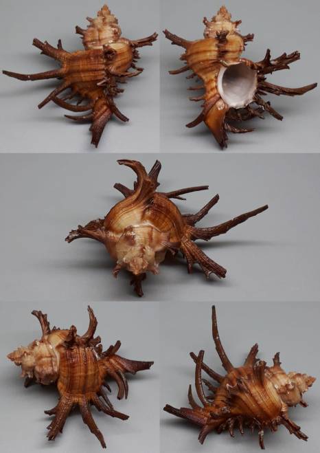 shellauction.net :: Chicoreus cornucervi - 3745154